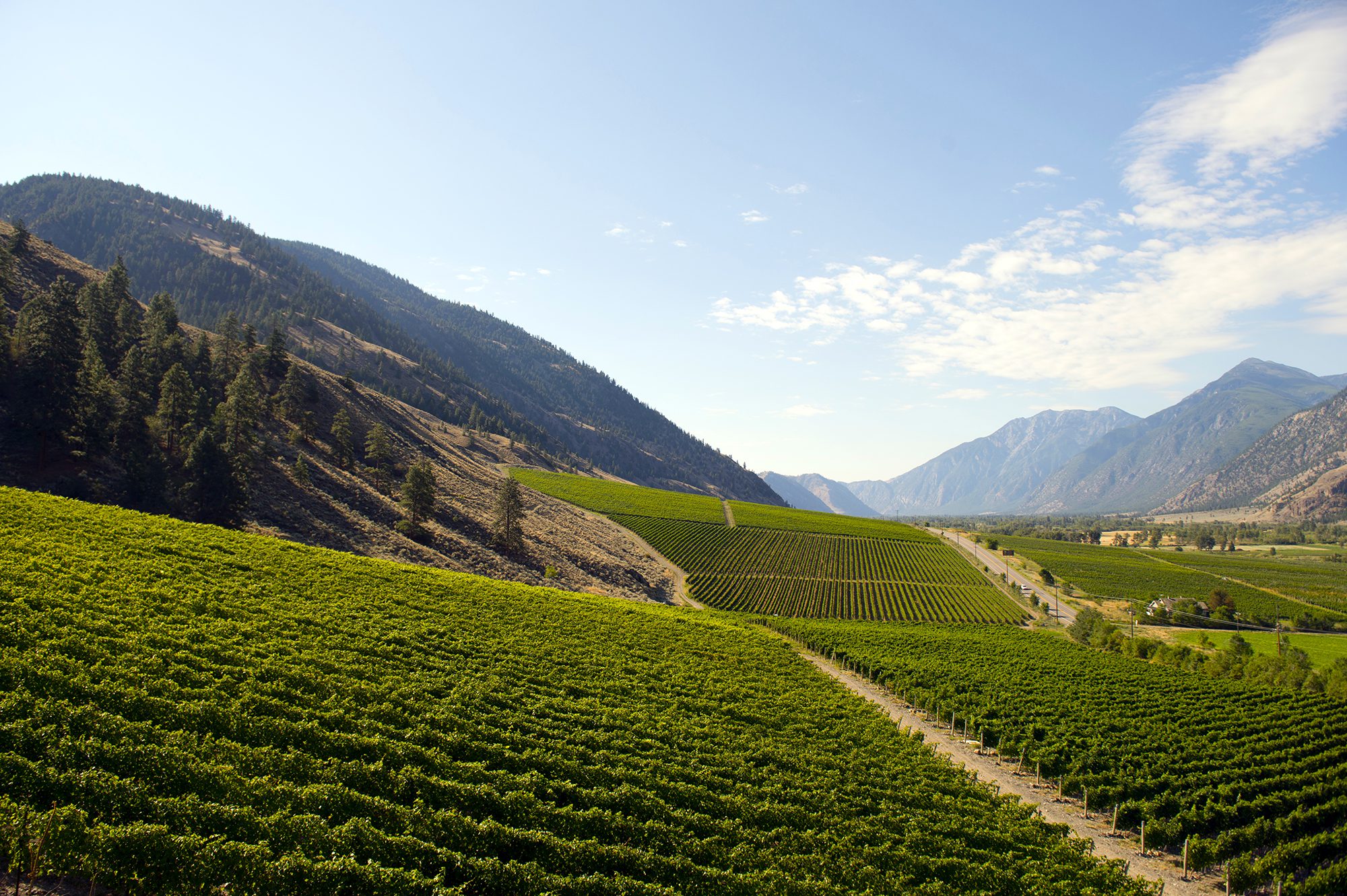Home – Similkameen Independent Winegrowers